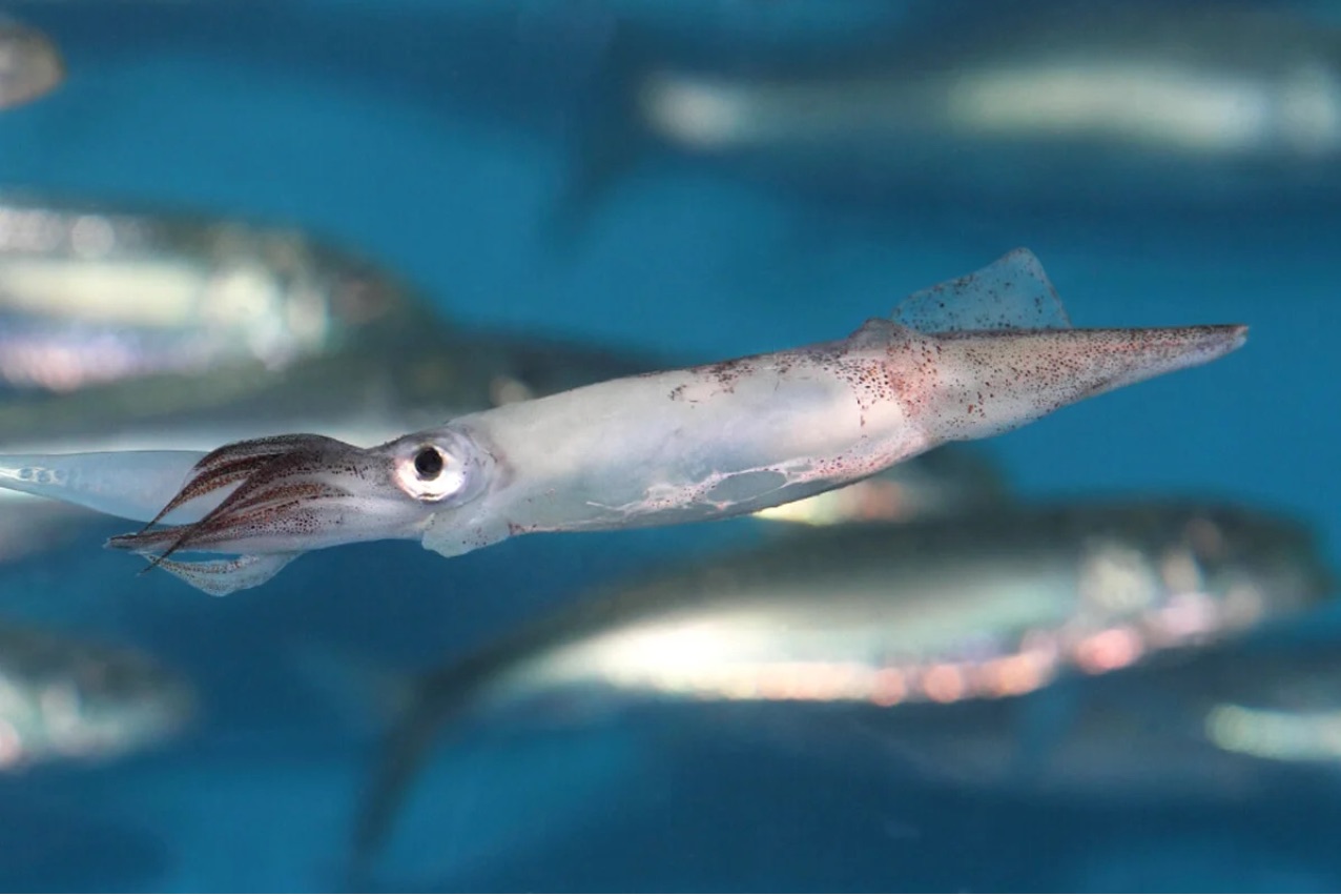 California market squid spawn along the Central Coast each spring.